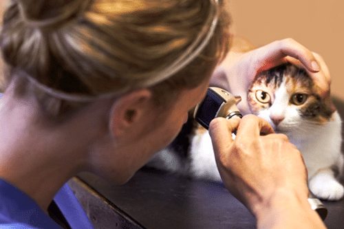 Referring Vets - Omega