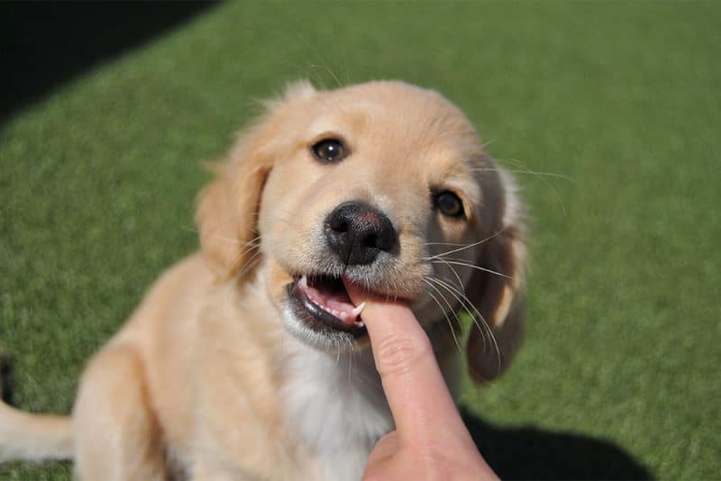 Urgent Care for Pet Bite Wounds: What Every Pet Owner Needs to Know - Omega